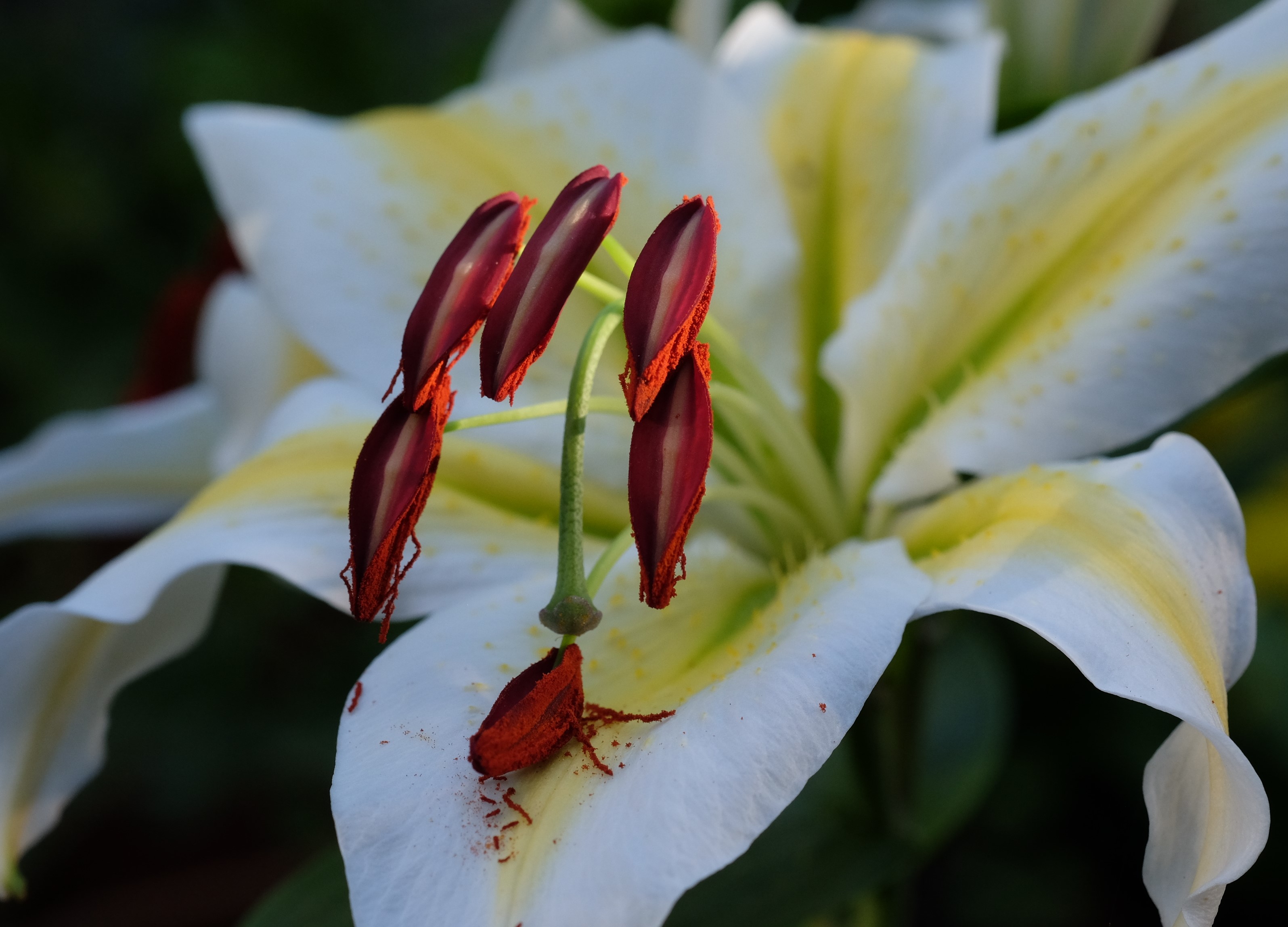garden notes no 28, inside the lily: naming of parts | like a little ...