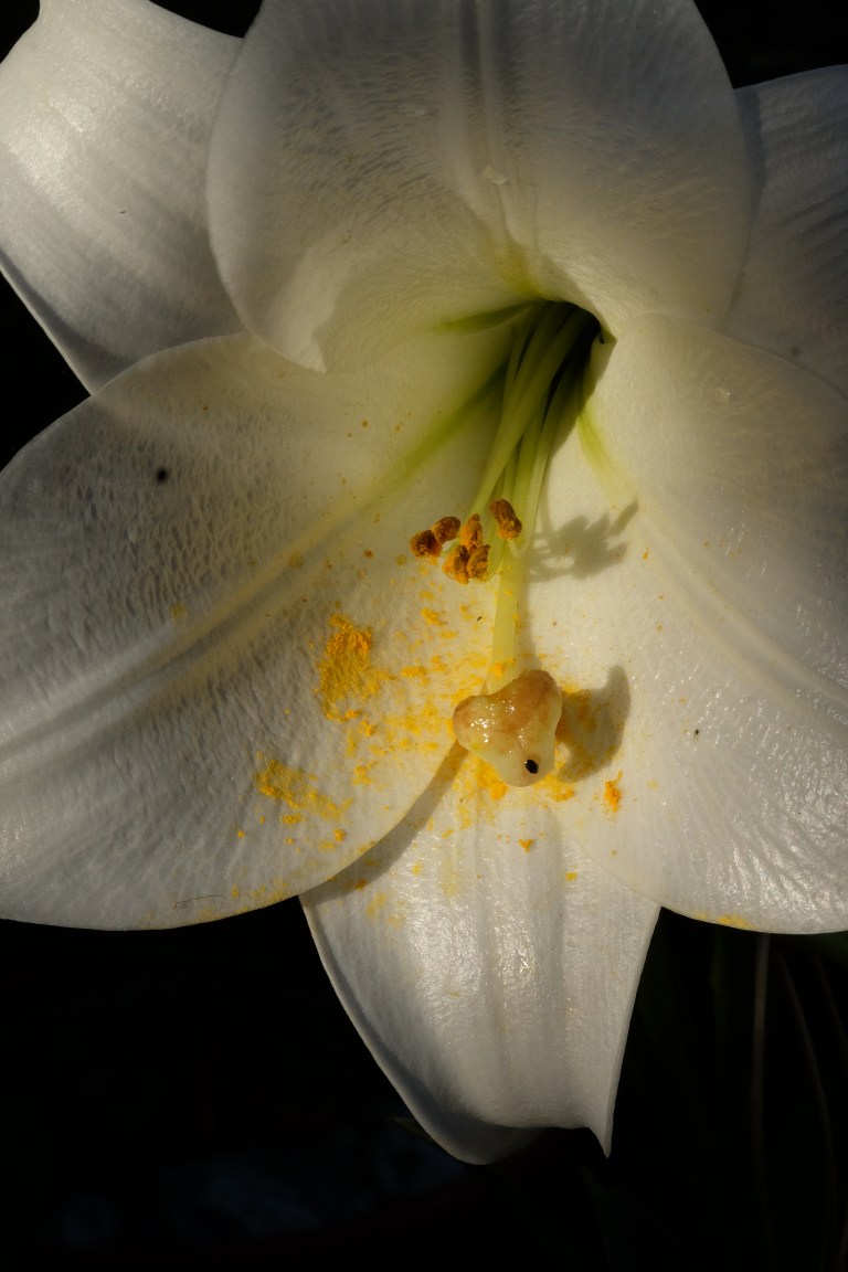 garden notes no 28, inside the lily: naming of parts | like a little ...