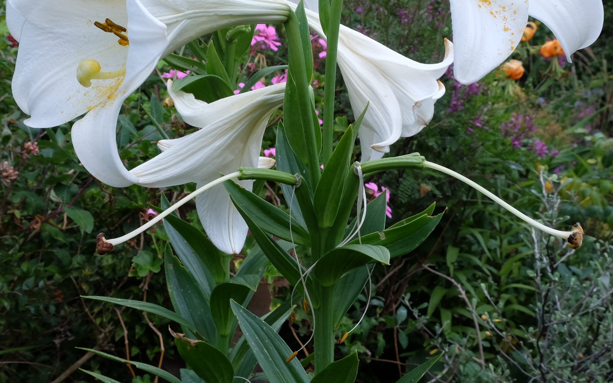 garden notes no 28, inside the lily: naming of parts | like a little ...