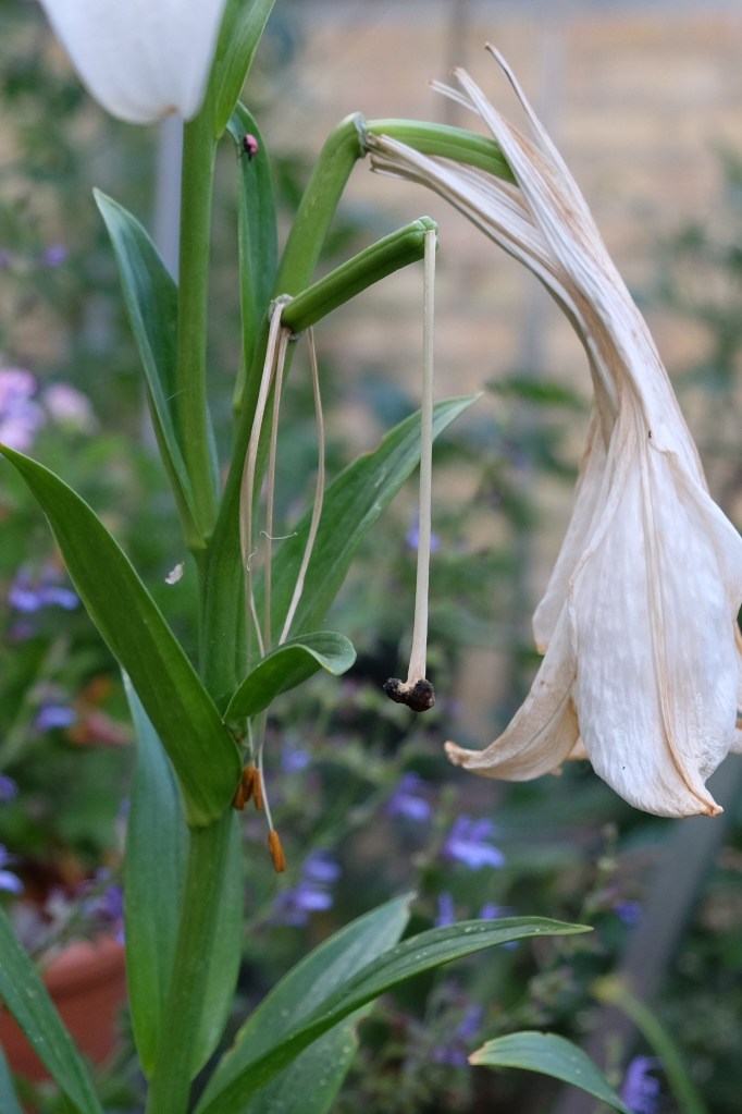 garden notes no 28, inside the lily: naming of parts | like a little ...